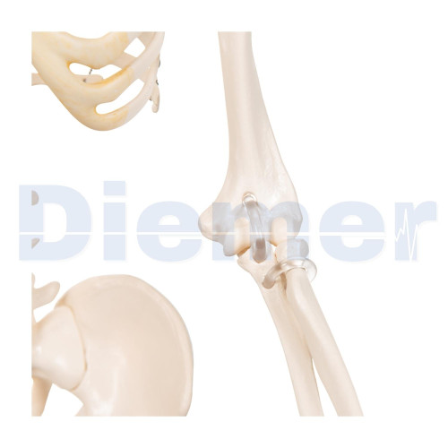 Human Skeleton 18 Mini