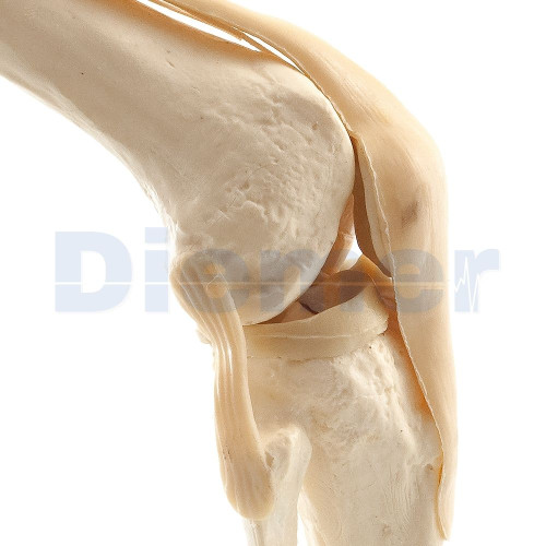 Articulacion Rodilla Clasic