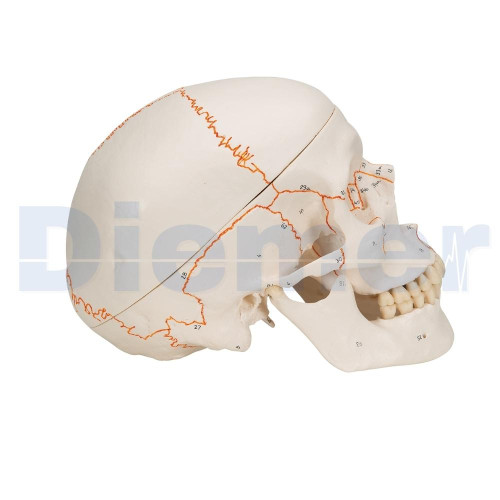 Craneo Anatomico 3 Partes con Numeracion